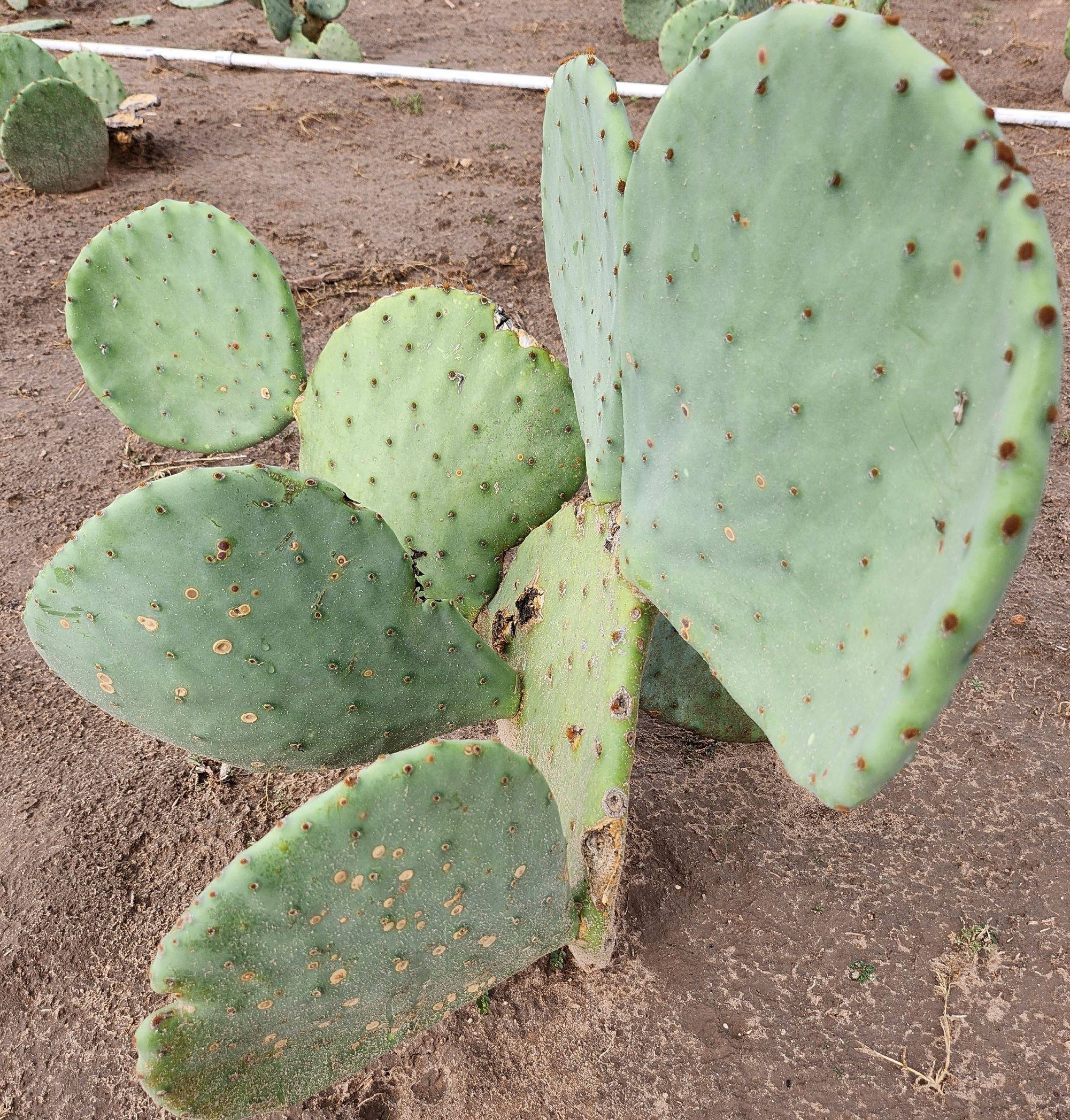 Personal Care – West Camp Nopal